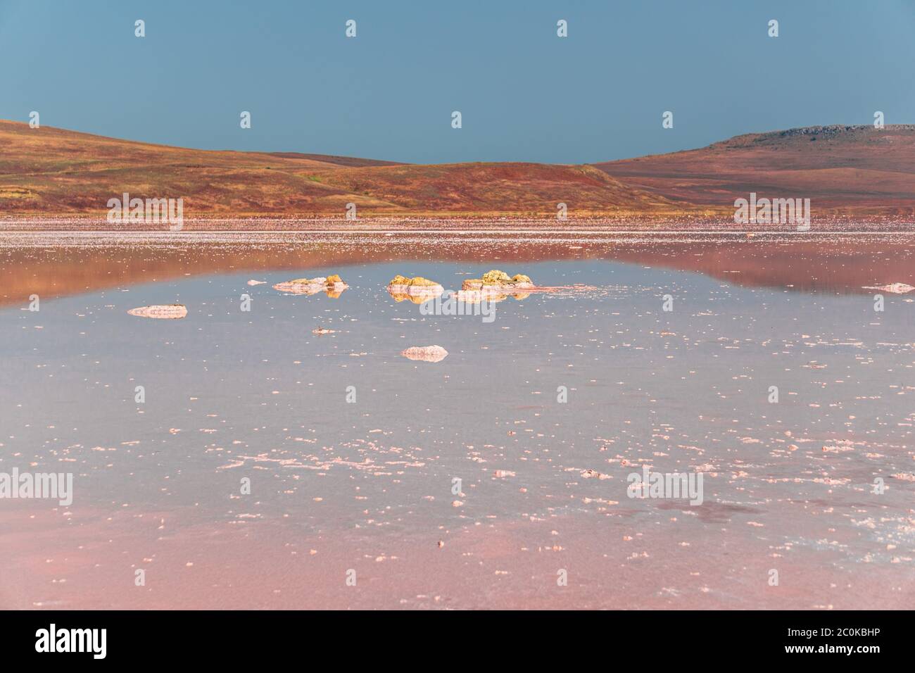 Brine and salt of a pink lake Koyash colored by microalgae Dunaliella ...