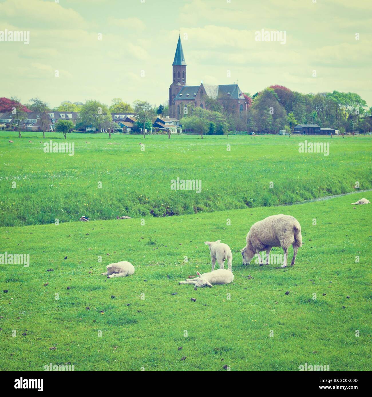 Sheep grazing city hi-res stock photography and images - Alamy
