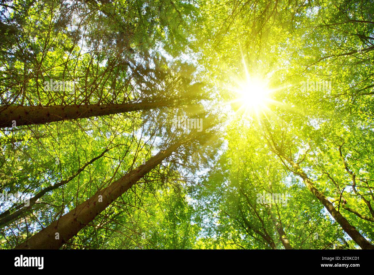 Colorful treetops in fall forest with sun shining though trees Stock ...