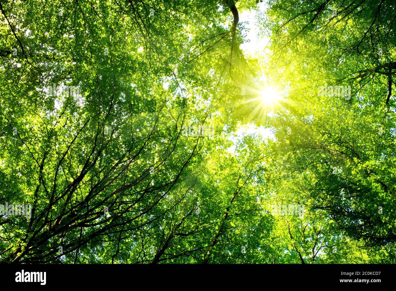 Tranquil treetops hi-res stock photography and images - Alamy