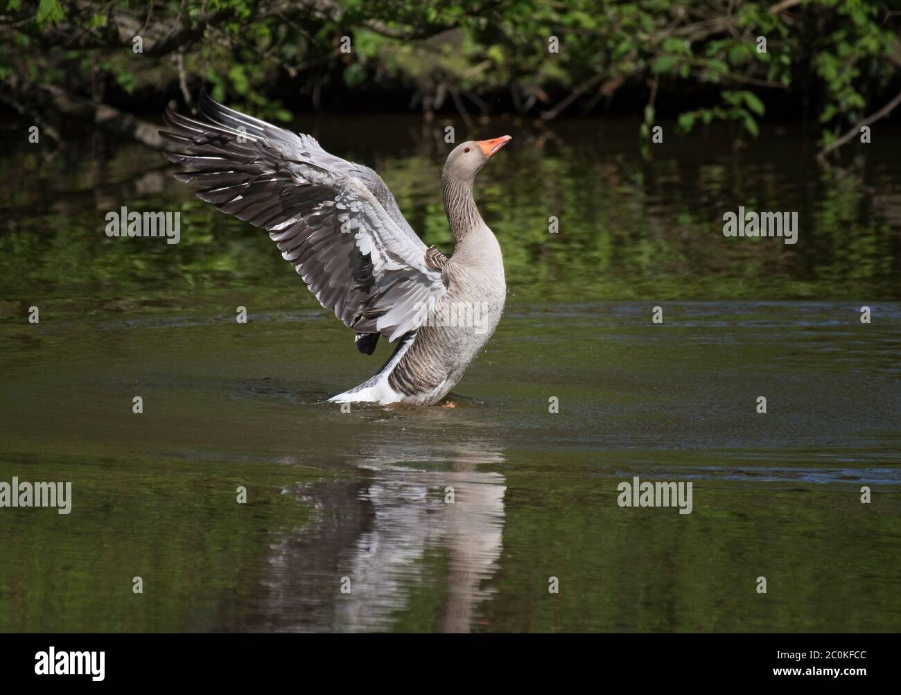 Greylag goose, Anser anser, washing, preening and splashing in the ...