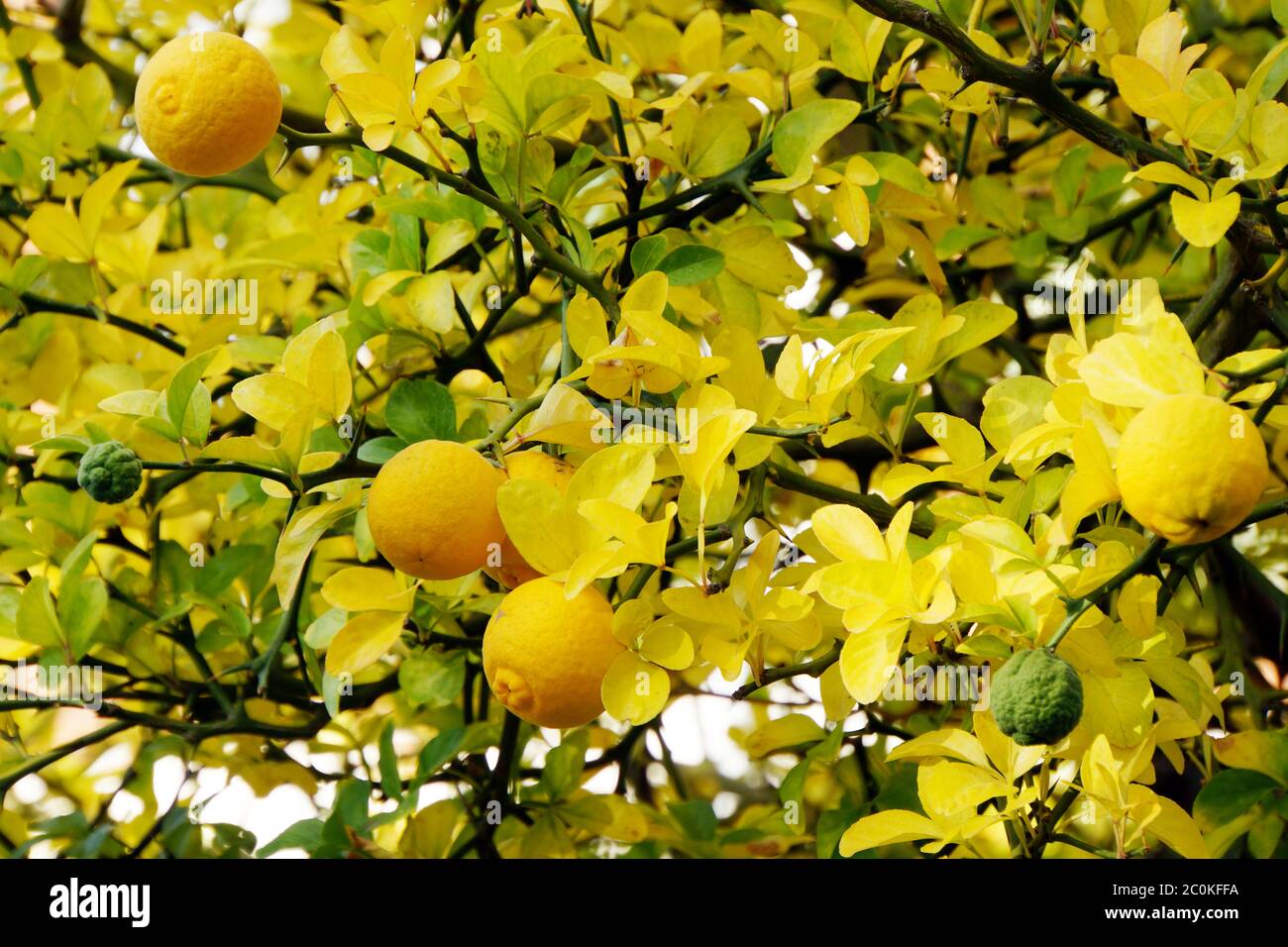 Lemon tree with fruits Stock Photo - Alamy
