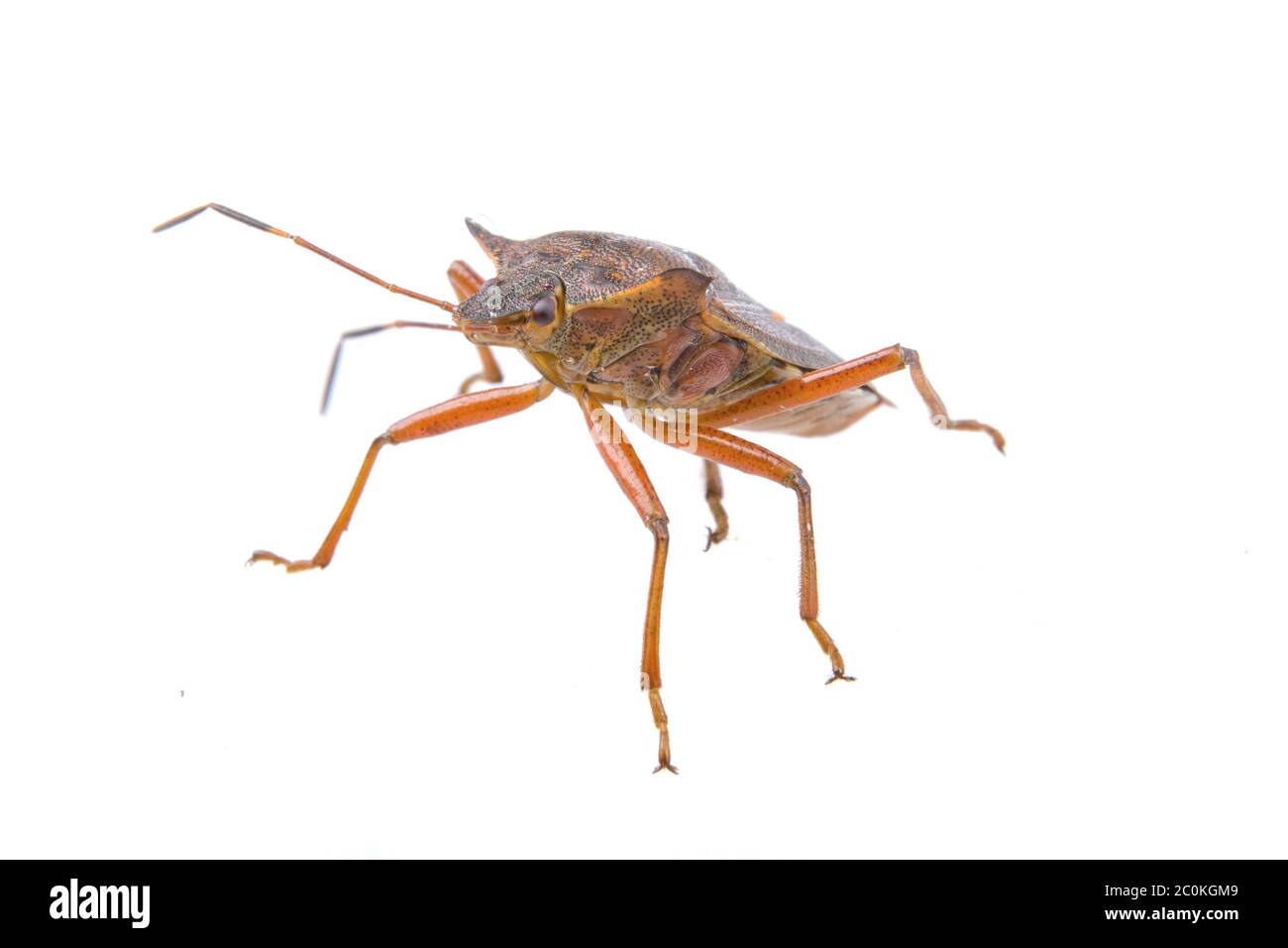 Brown shield bug on Cut Out Stock Images & Pictures - Alamy