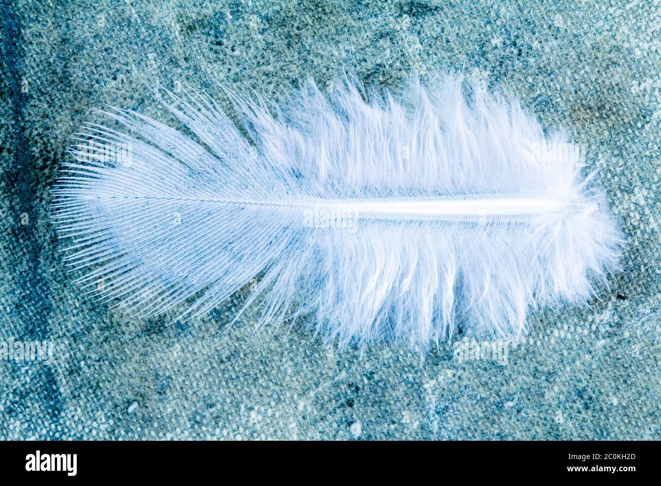 Close feather view hi-res stock photography and images - Alamy