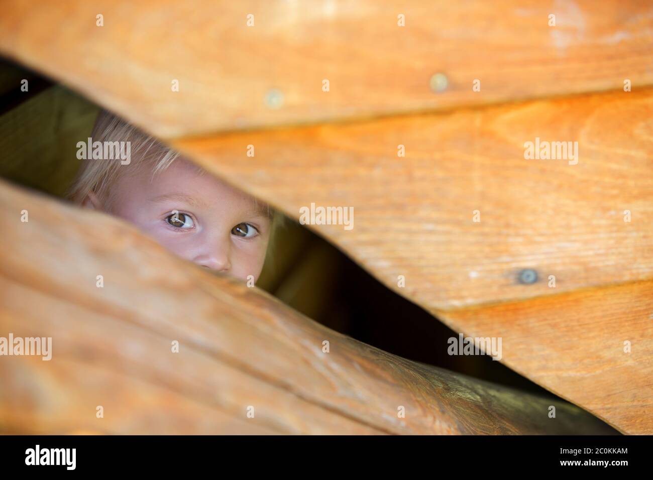 Curious child, toddler boy, peering from a small window in wooden shrub ...