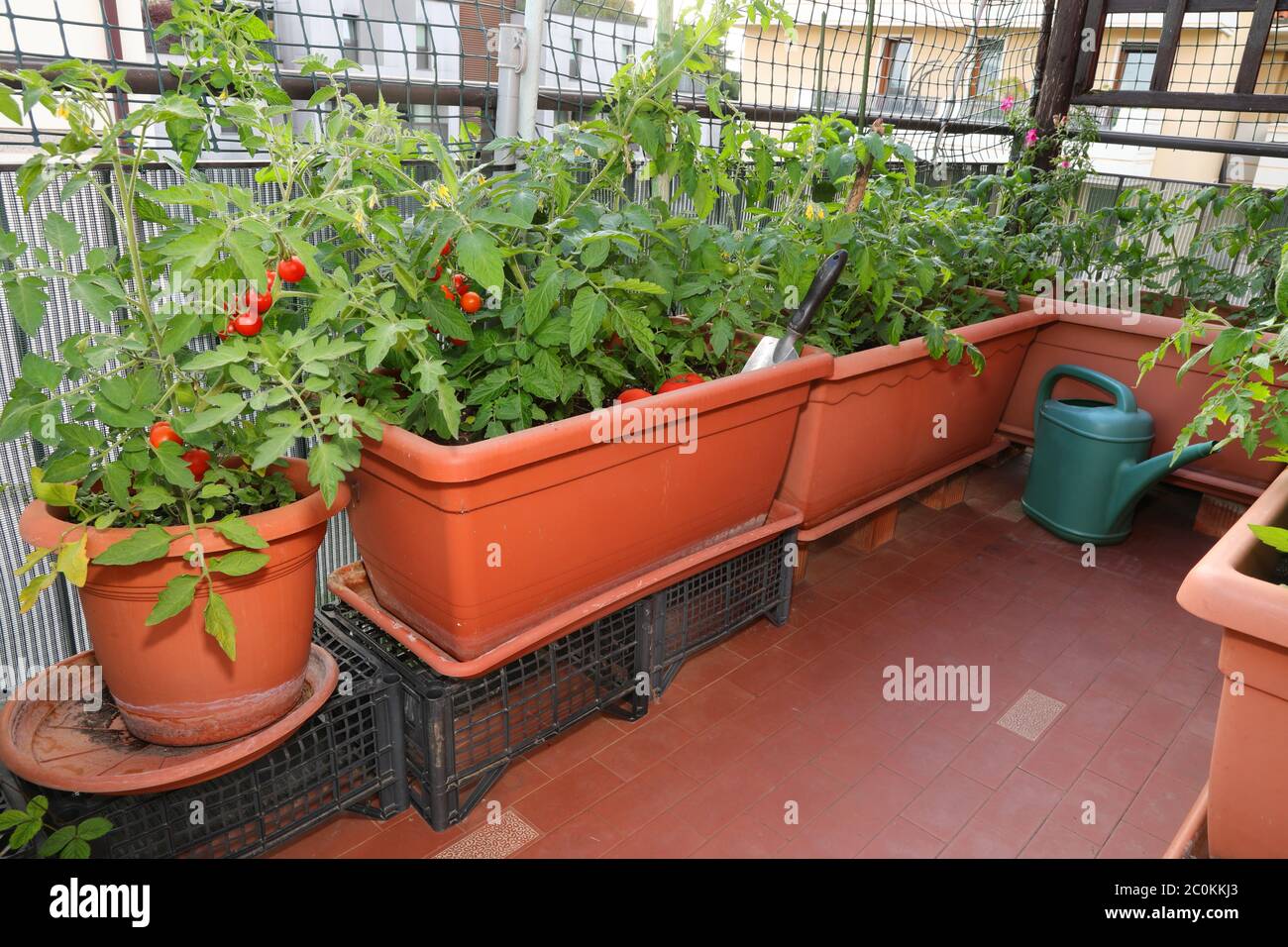 Example of Urban agriculture or urban farming or urban gardening in the ...