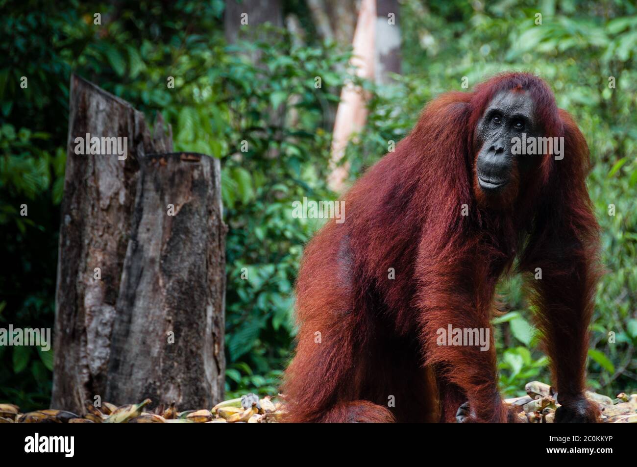 Female Orang Utan in Borneo Indonesia Stock Photo - Alamy