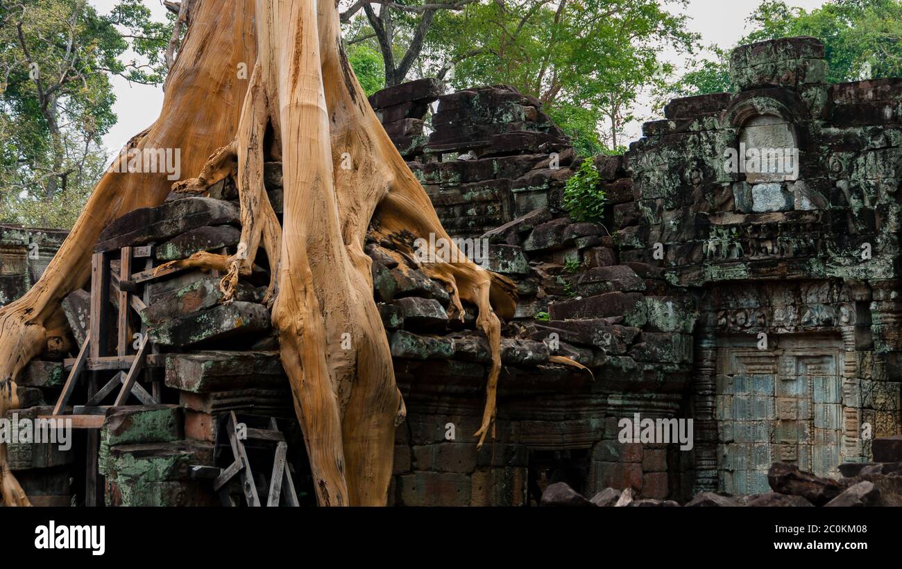 A tree sitting on an ancient temple in Angkor Wat-Ta Phrom Stock Photo ...