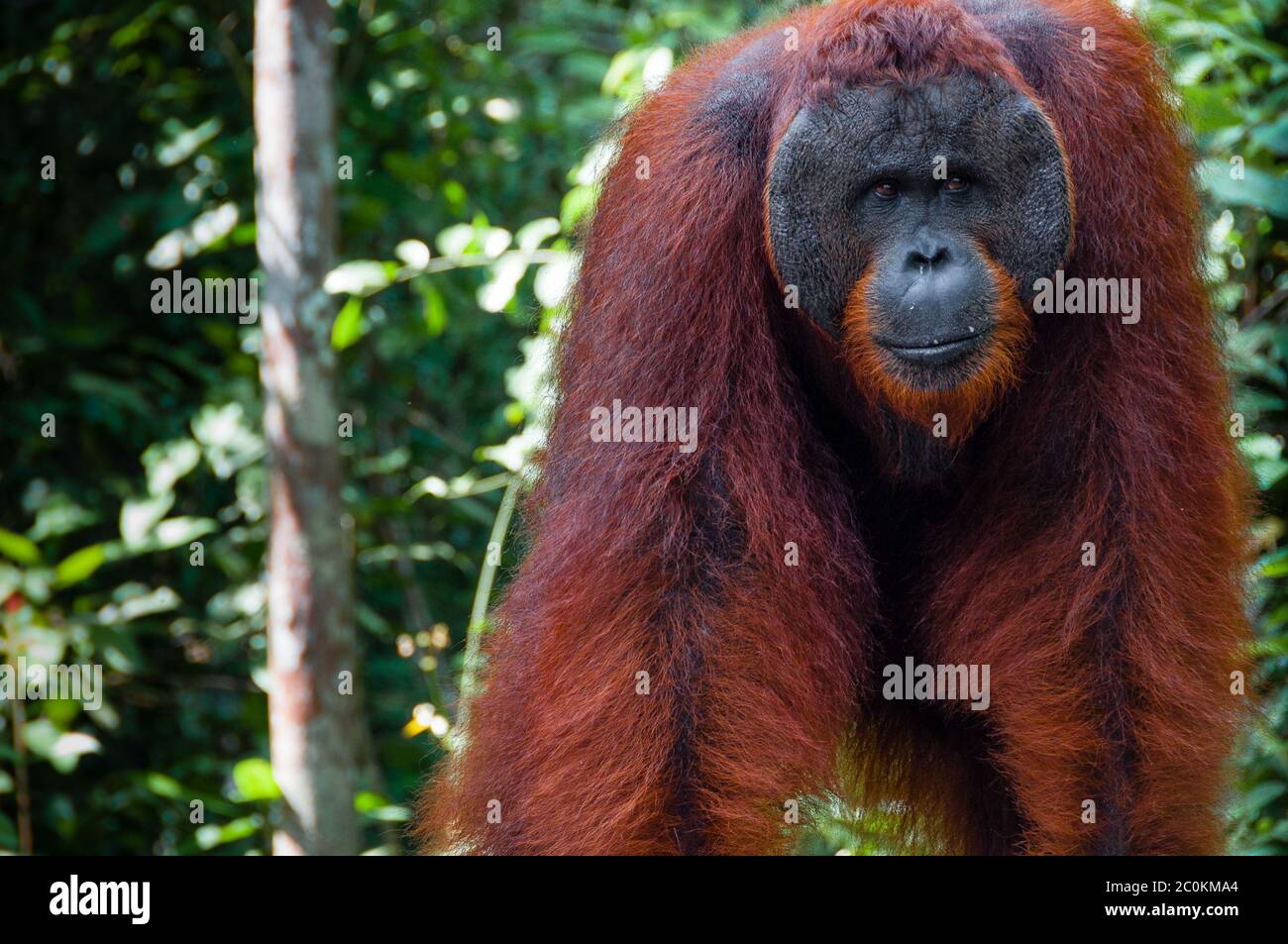 Orang Utan alpha male standing in Borneo Indonesia Stock Photo - Alamy