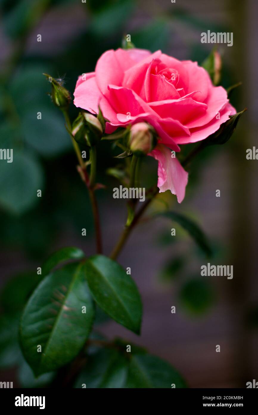 Rose youre beautiful hi-res stock photography and images - Alamy