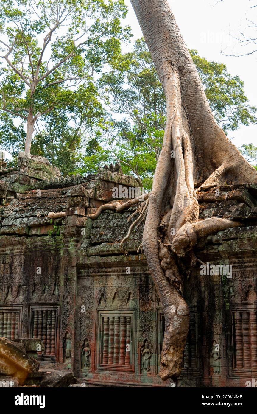 Tree sitting on stone wall at Angkor Wat Stock Photo - Alamy