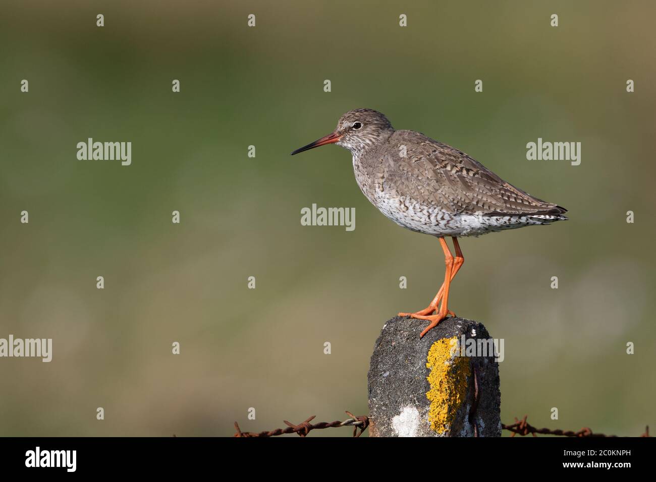 A Common Redshank (Tringa totanus) displays on its breeding grounds on ...