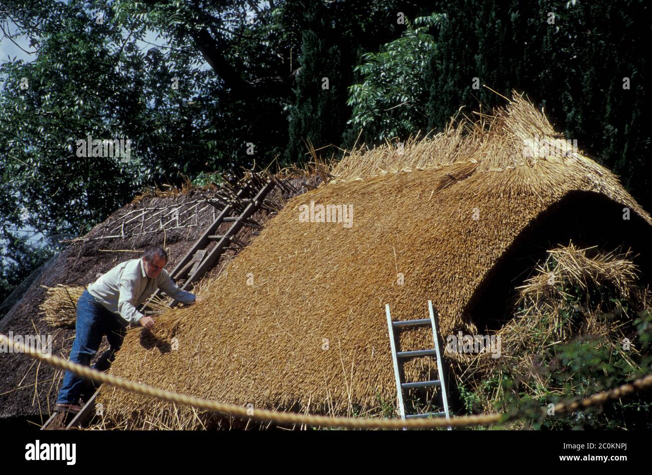 Thatching on a house roof in Essex, United Kingdom Stock Photo - Alamy