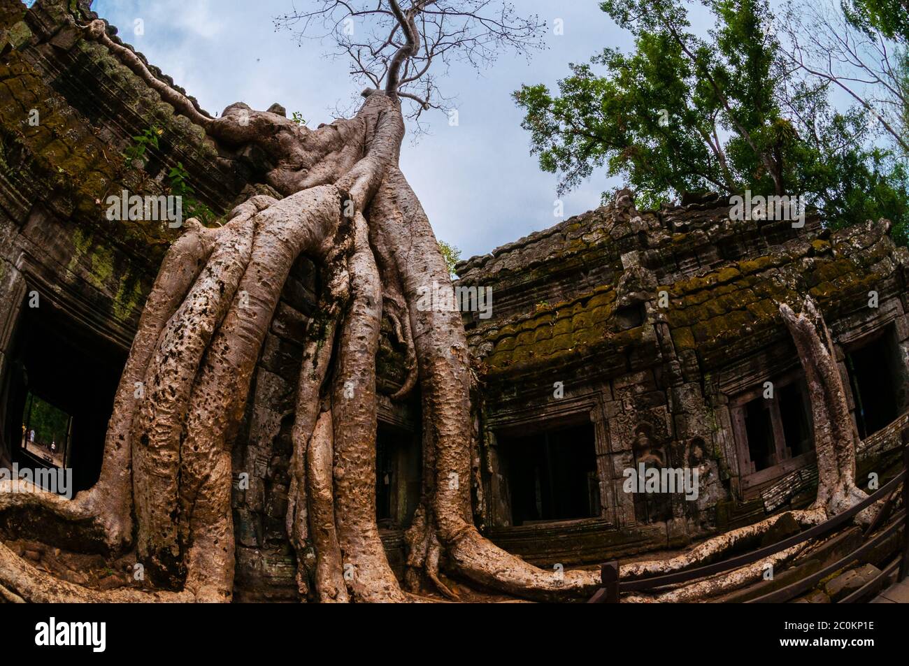 Tree with roots sitting on stone temple Ta Prohm Stock Photo - Alamy