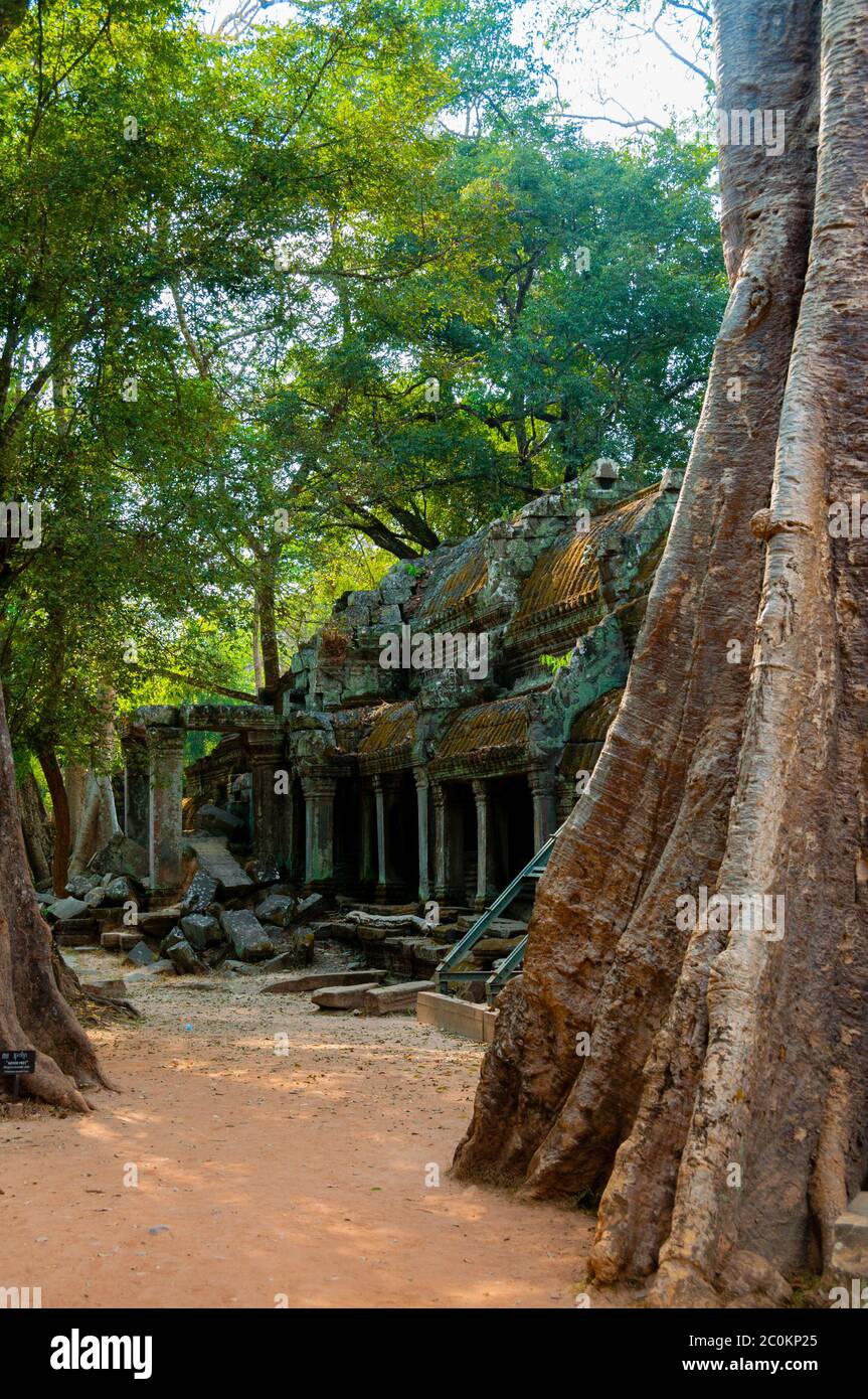 Tree in front of temple Ta Prohm Stock Photo - Alamy
