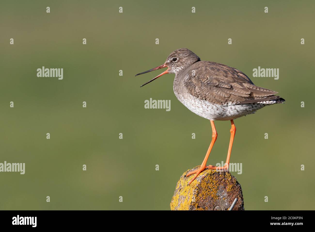 A Common Redshank (Tringa totanus) displays on its breeding grounds on ...