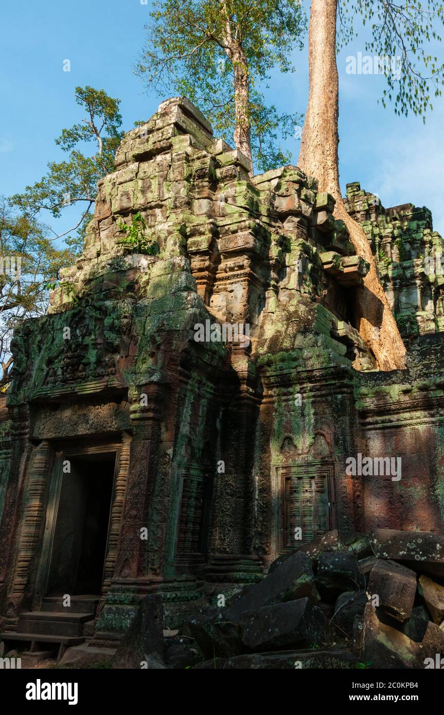 Tree on a temple at Ta Prohm Stock Photo - Alamy