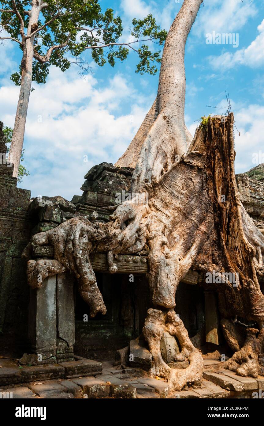 Tree sitting on stone wall at Angkor Wat Stock Photo - Alamy