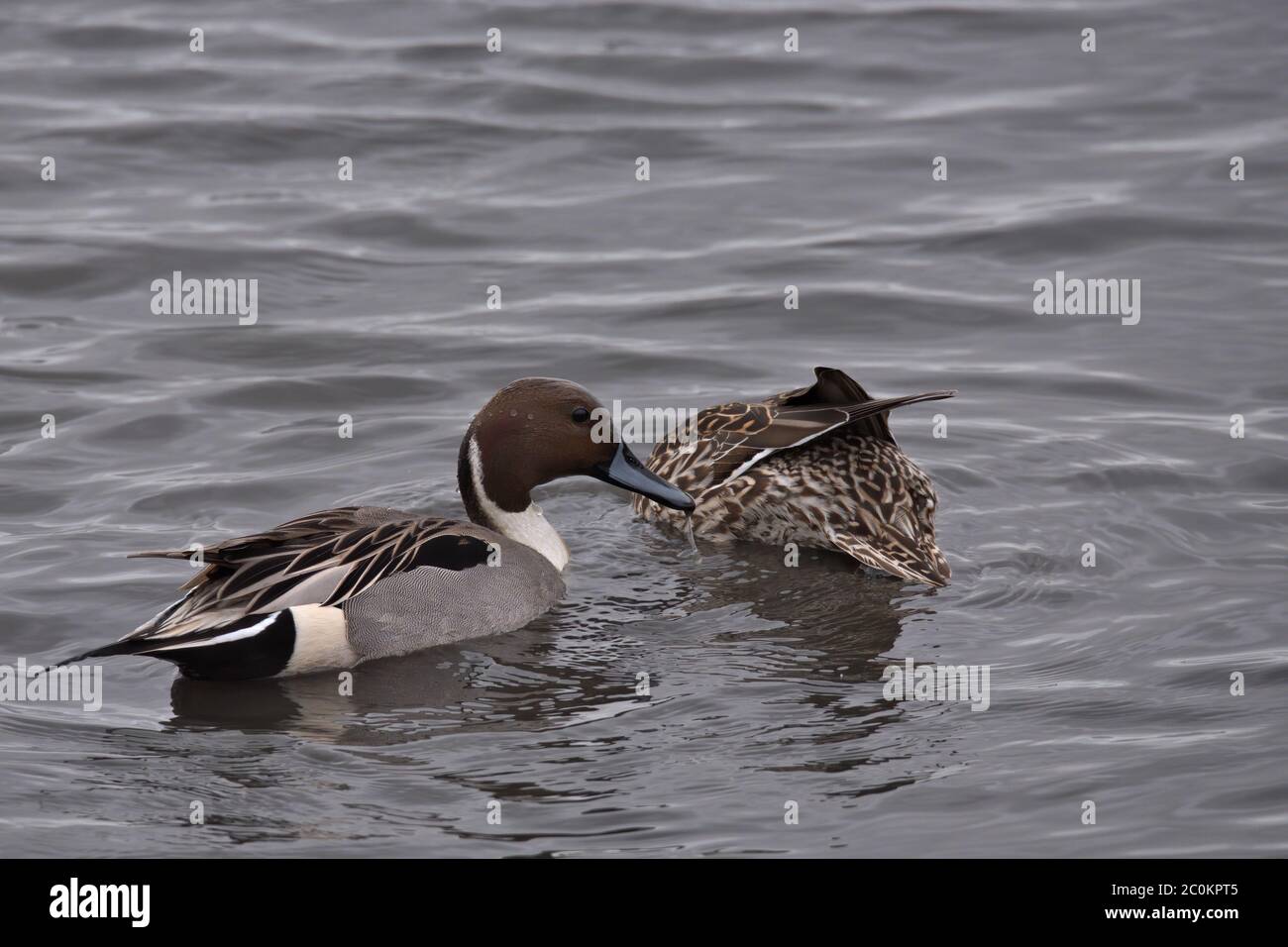 Pintail duck wing feathers hi-res stock photography and images - Alamy