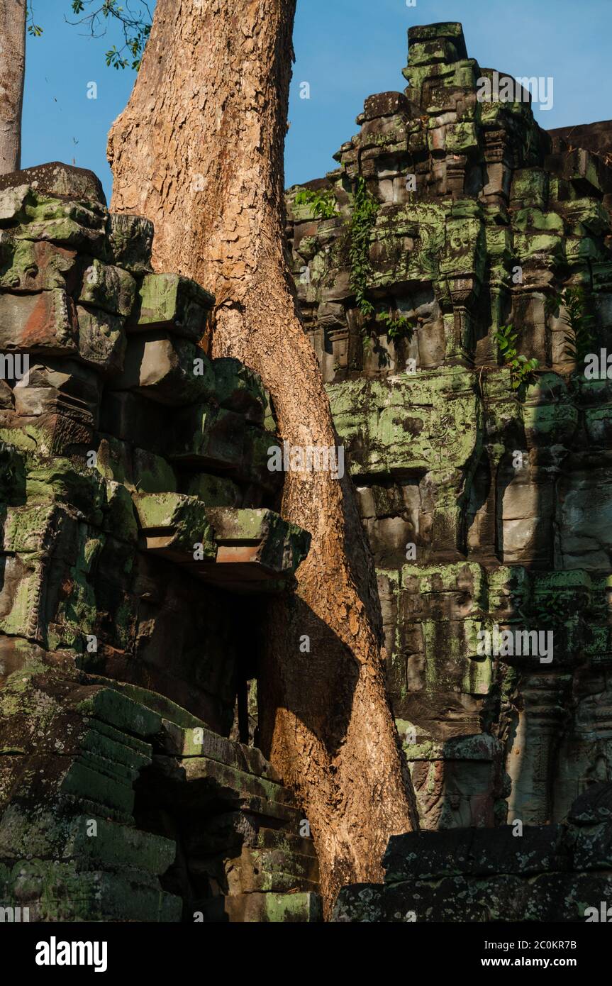 Tree on a temple at Ta Prohm Stock Photo - Alamy