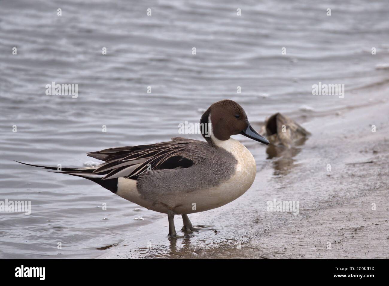 Pintail duck wing feathers hi-res stock photography and images - Alamy