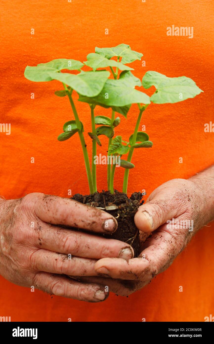 Germination of beans hi-res stock photography and images - Alamy