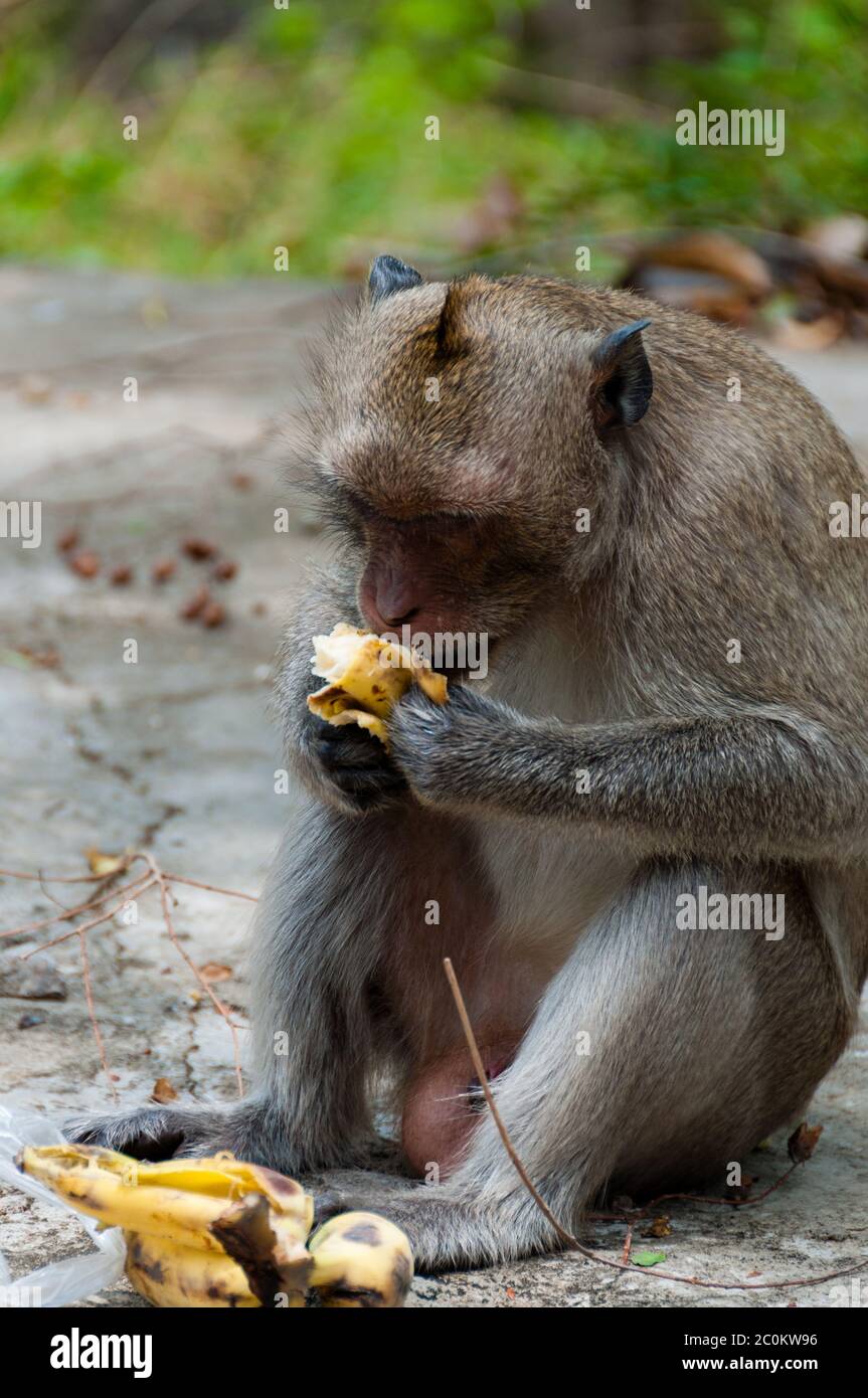 Two Monkeys Eating Bananas