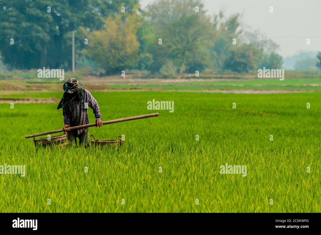 Man in rice field hi-res stock photography and images - Alamy