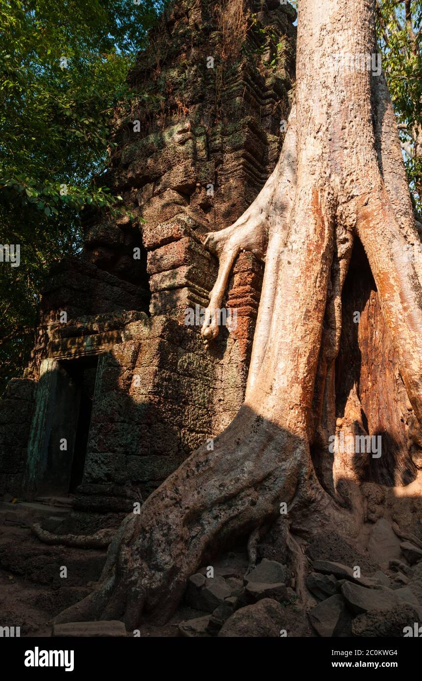 Tree on a temple at Ta Prohm Stock Photo - Alamy