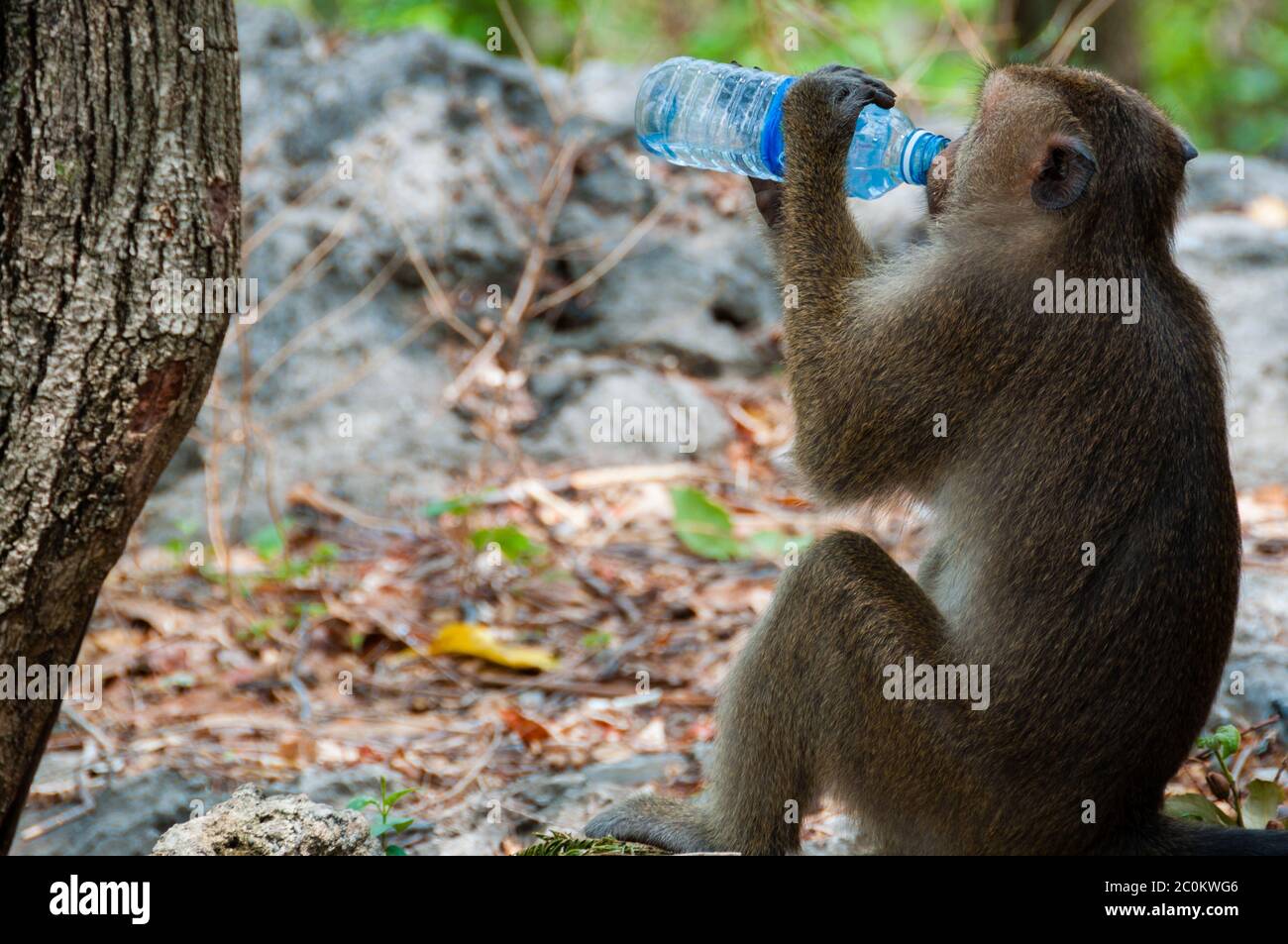 Monkey Rhesus Macaque drinking from a water bottle Stock Photo - Alamy