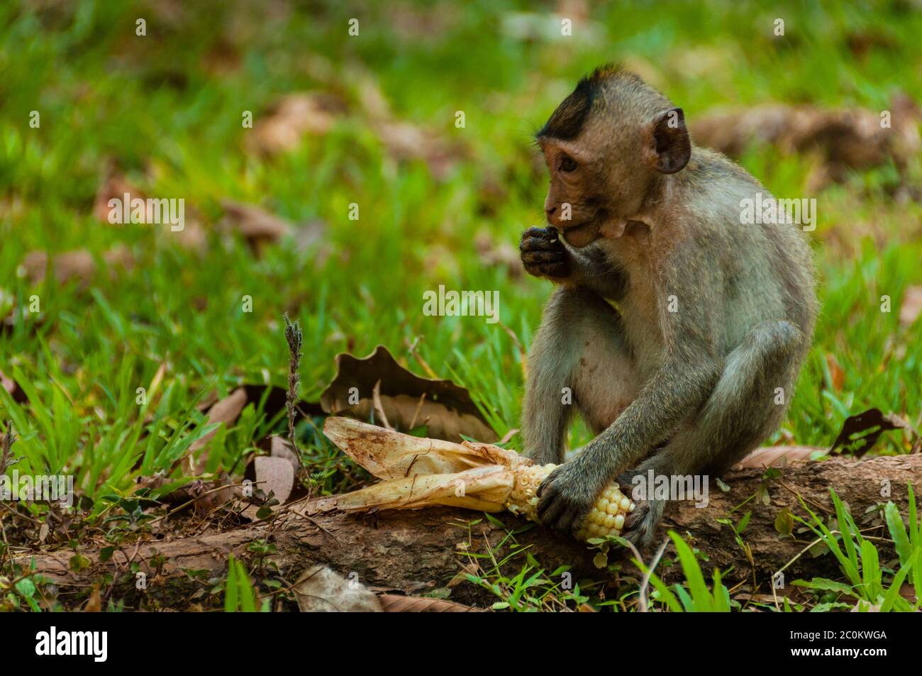 Sitting monkey hi-res stock photography and images - Alamy