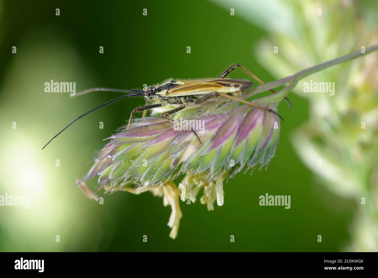 Meadow plant bug hi-res stock photography and images - Alamy