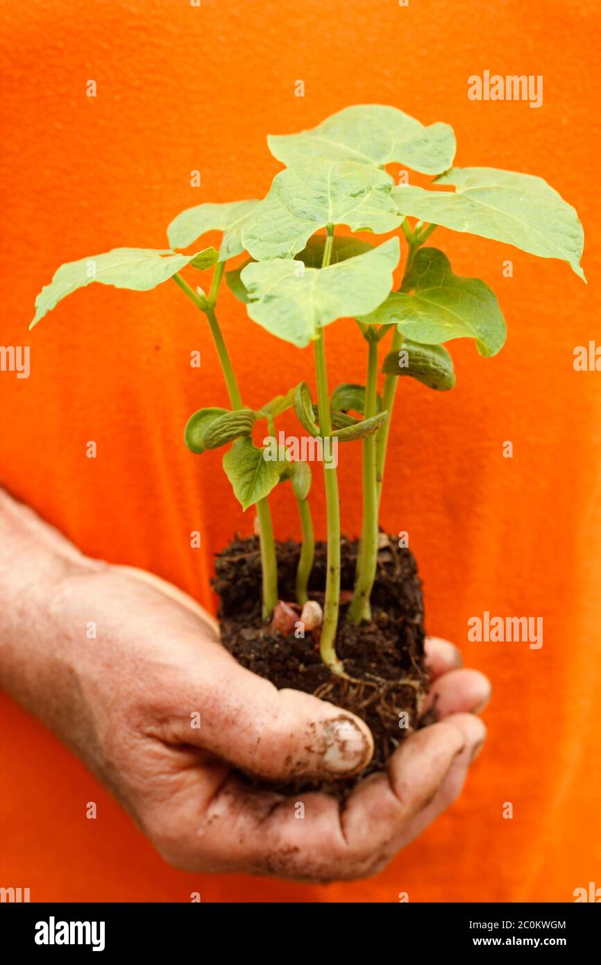 Germination of beans hi-res stock photography and images - Alamy