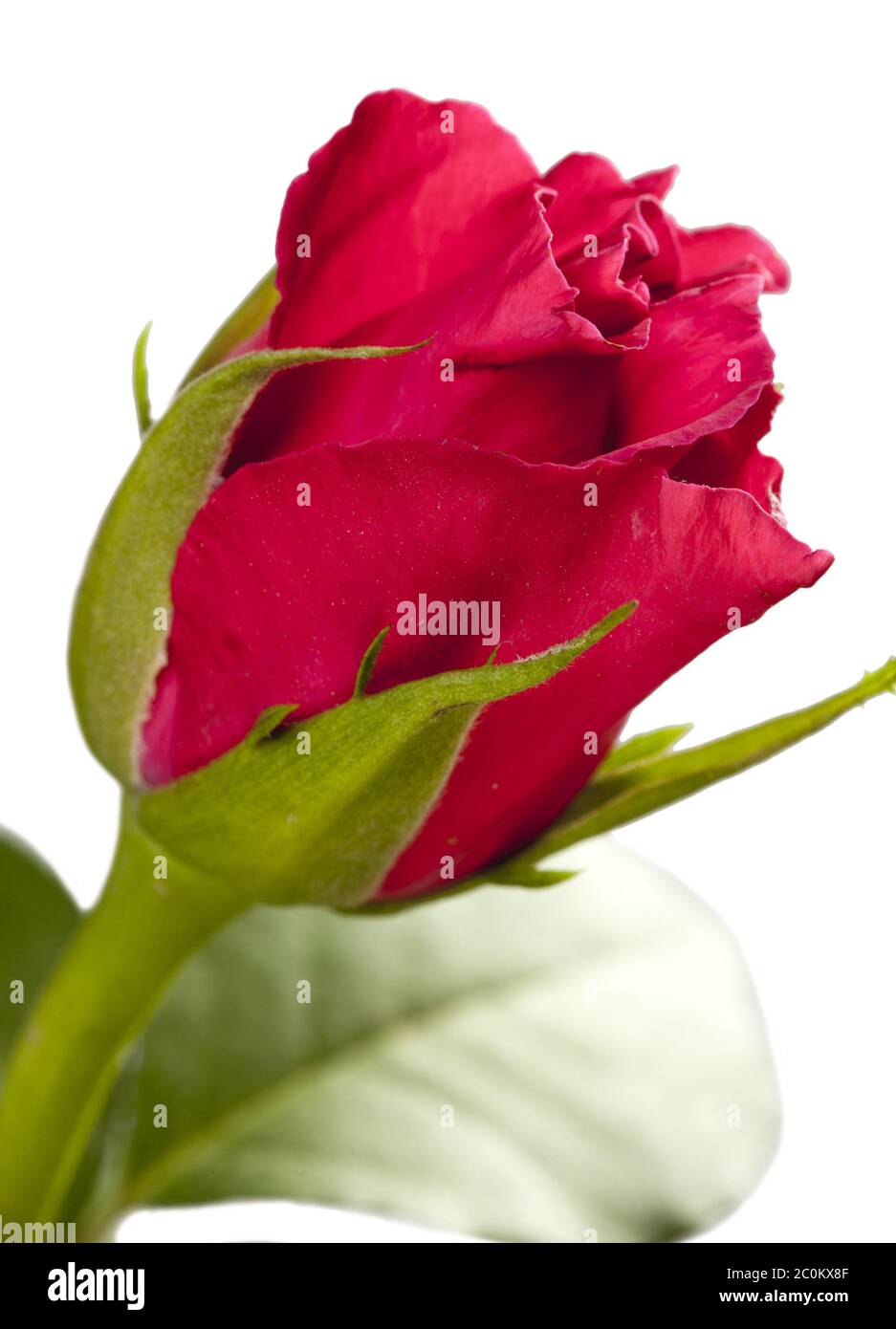 Dark red rose head hi-res stock photography and images - Alamy
