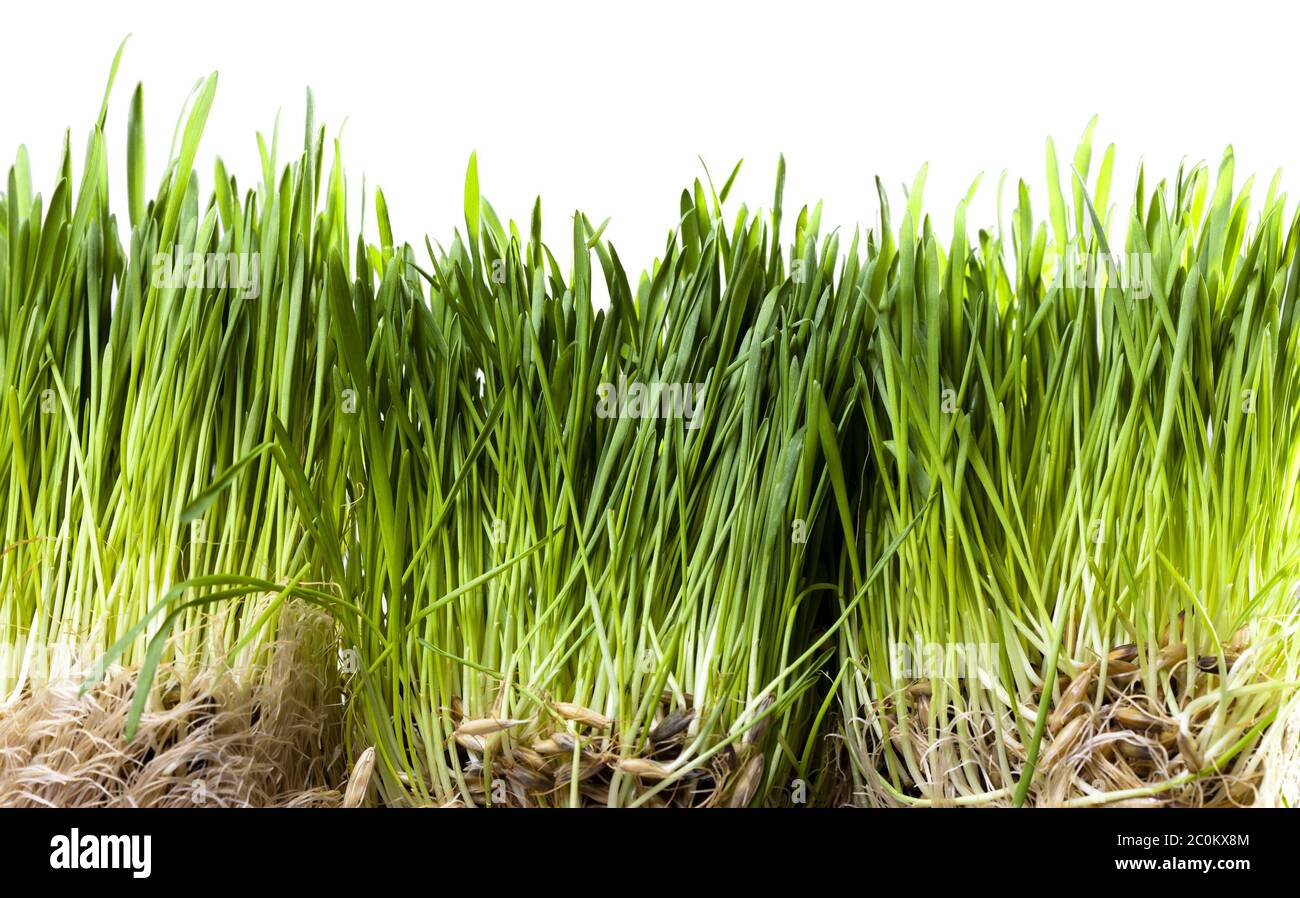 Grass with roots hi-res stock photography and images - Alamy