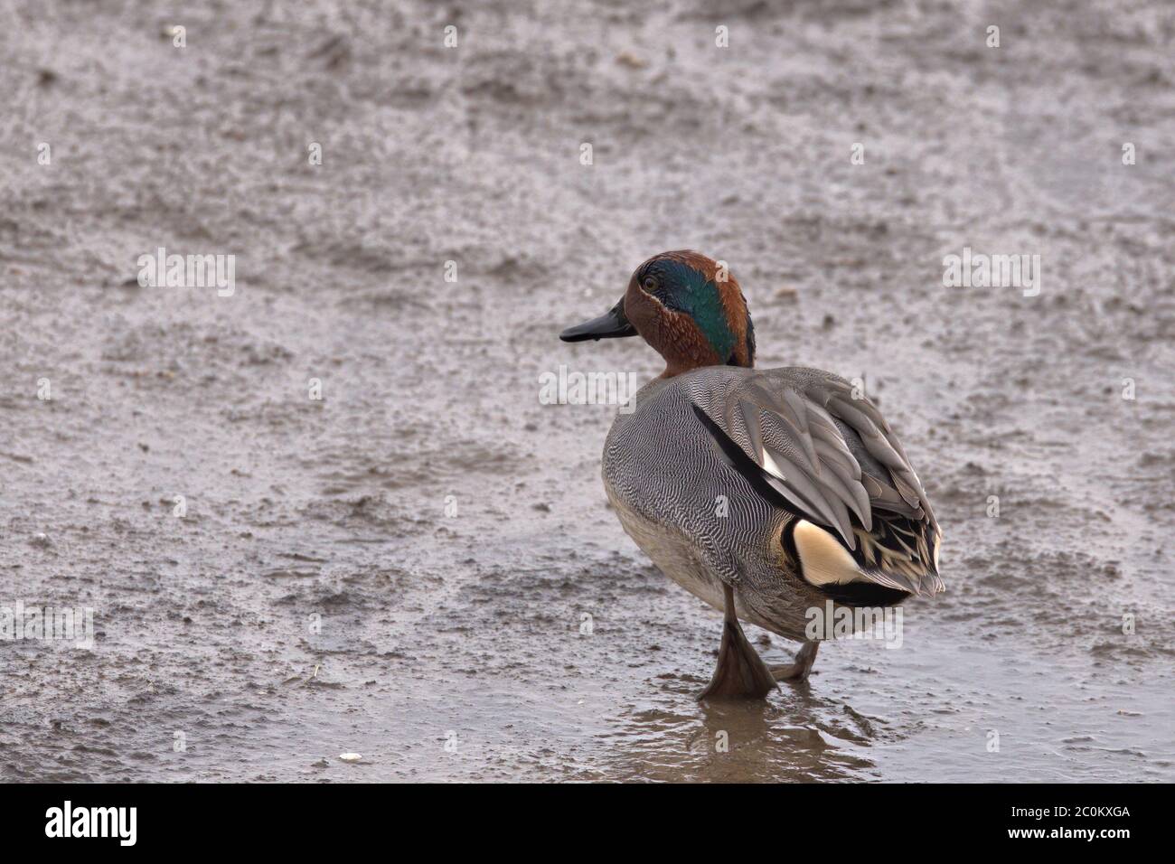 Eurasian teal ,common teal, Anas crecca Stock Photo - Alamy