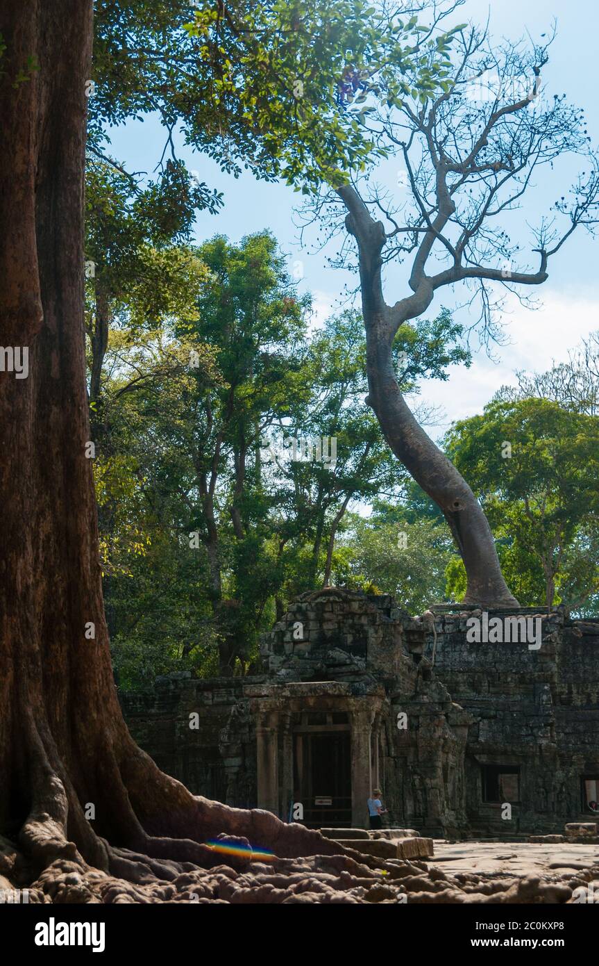 Tree in front of temple Ta Prohm Stock Photo - Alamy