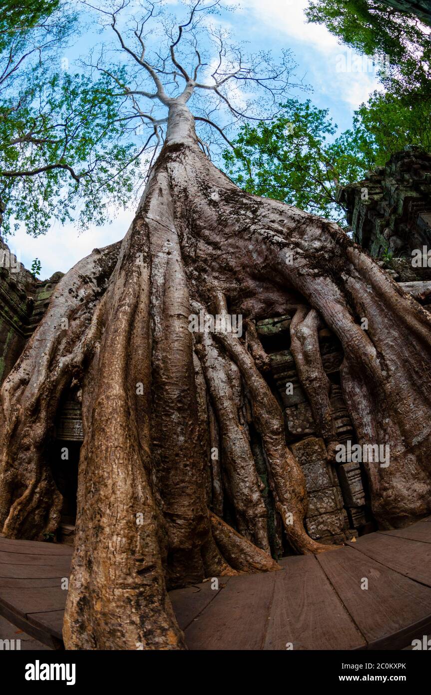 Fish tree hi-res stock photography and images - Alamy