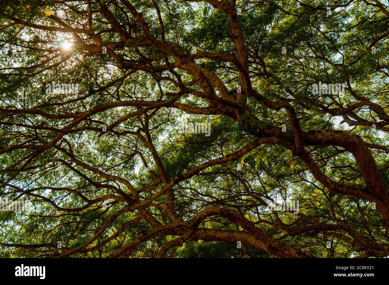 Big wild growing tree Stock Photo - Alamy