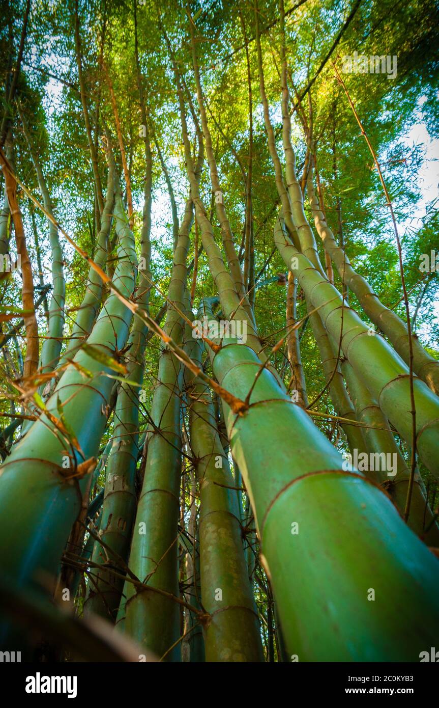 Green bent Bamboo trees Stock Photo - Alamy