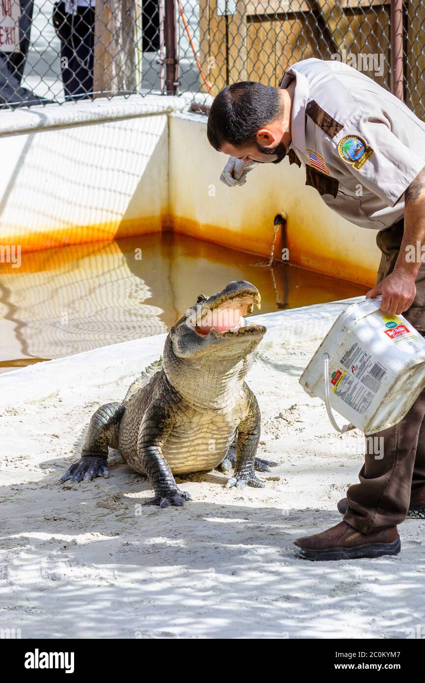 A handler feeds an American Alligator in an enclosure in Everglades ...