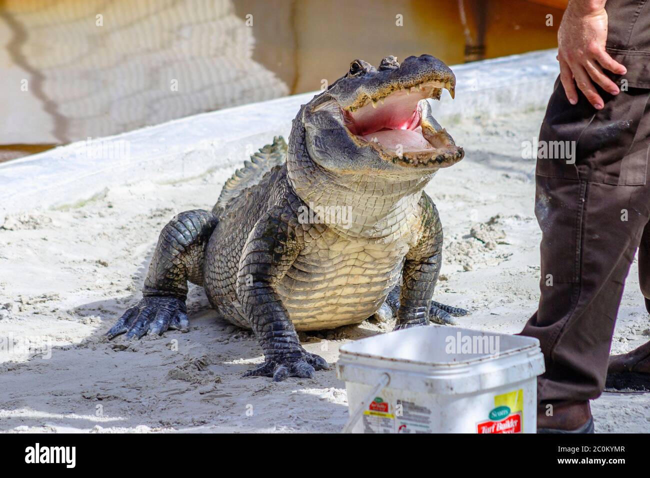 A handler feeding a open mouthed American Alligator in an enclosure in ...