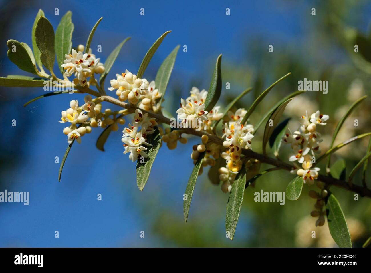 Flowers of olive tree. Olea europaea Stock Photo - Alamy