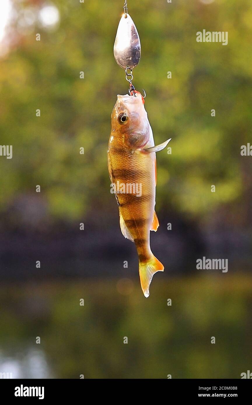 Caught Perch with spinning lure hanging over the w Stock Photo - Alamy