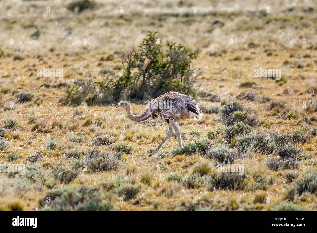Darwin’s rhea patagonia hi-res stock photography and images - Alamy