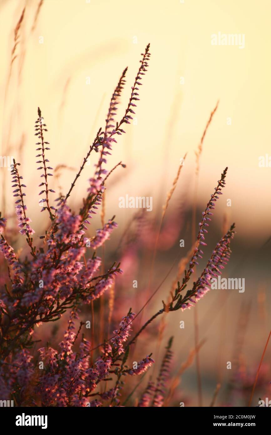Close up heather hi-res stock photography and images - Alamy