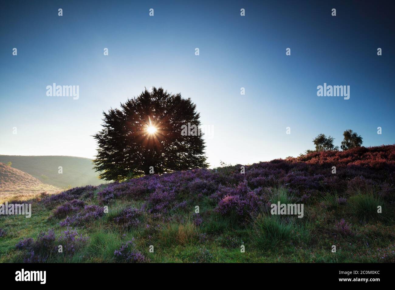 Oak tree shadow sun hi-res stock photography and images - Alamy