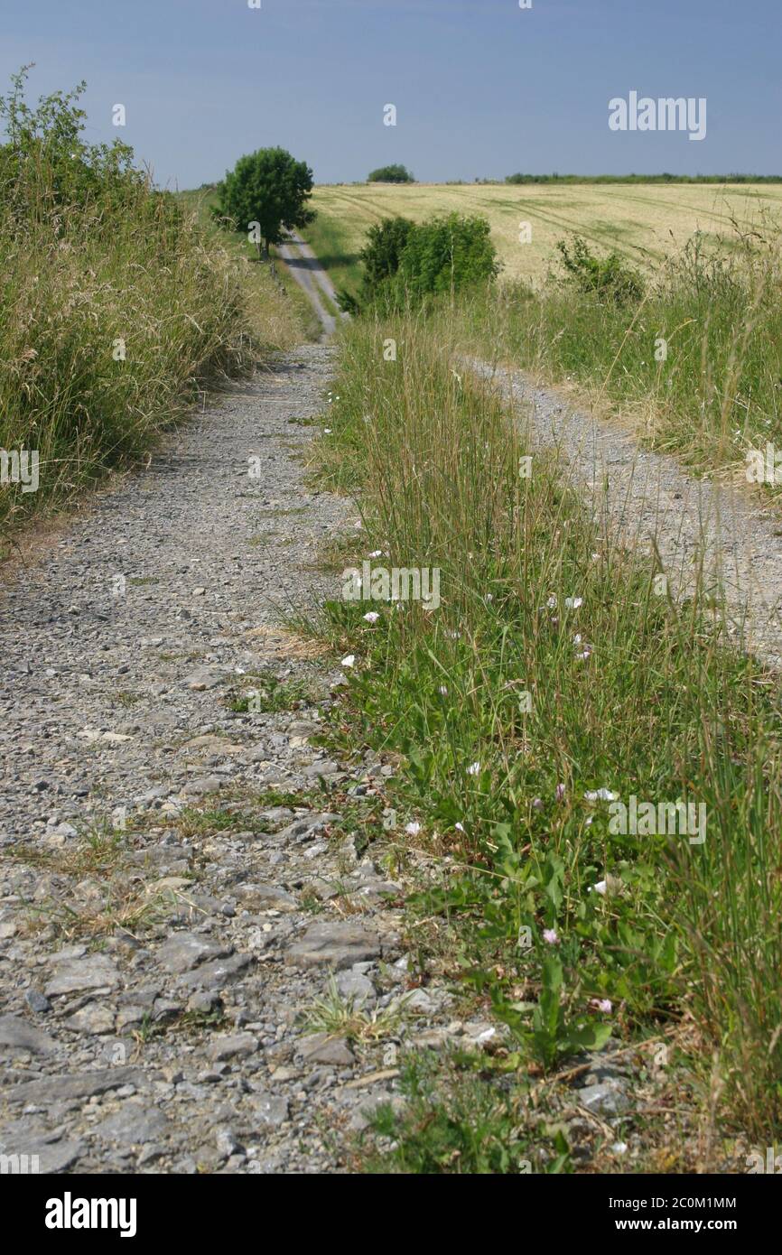 Field path 1 Stock Photo - Alamy
