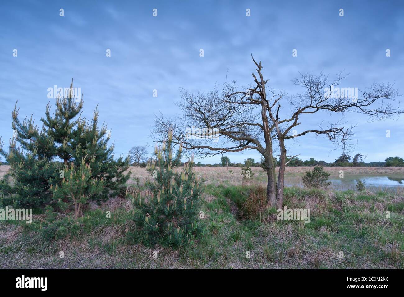 trees on marsh in dusk Stock Photo - Alamy
