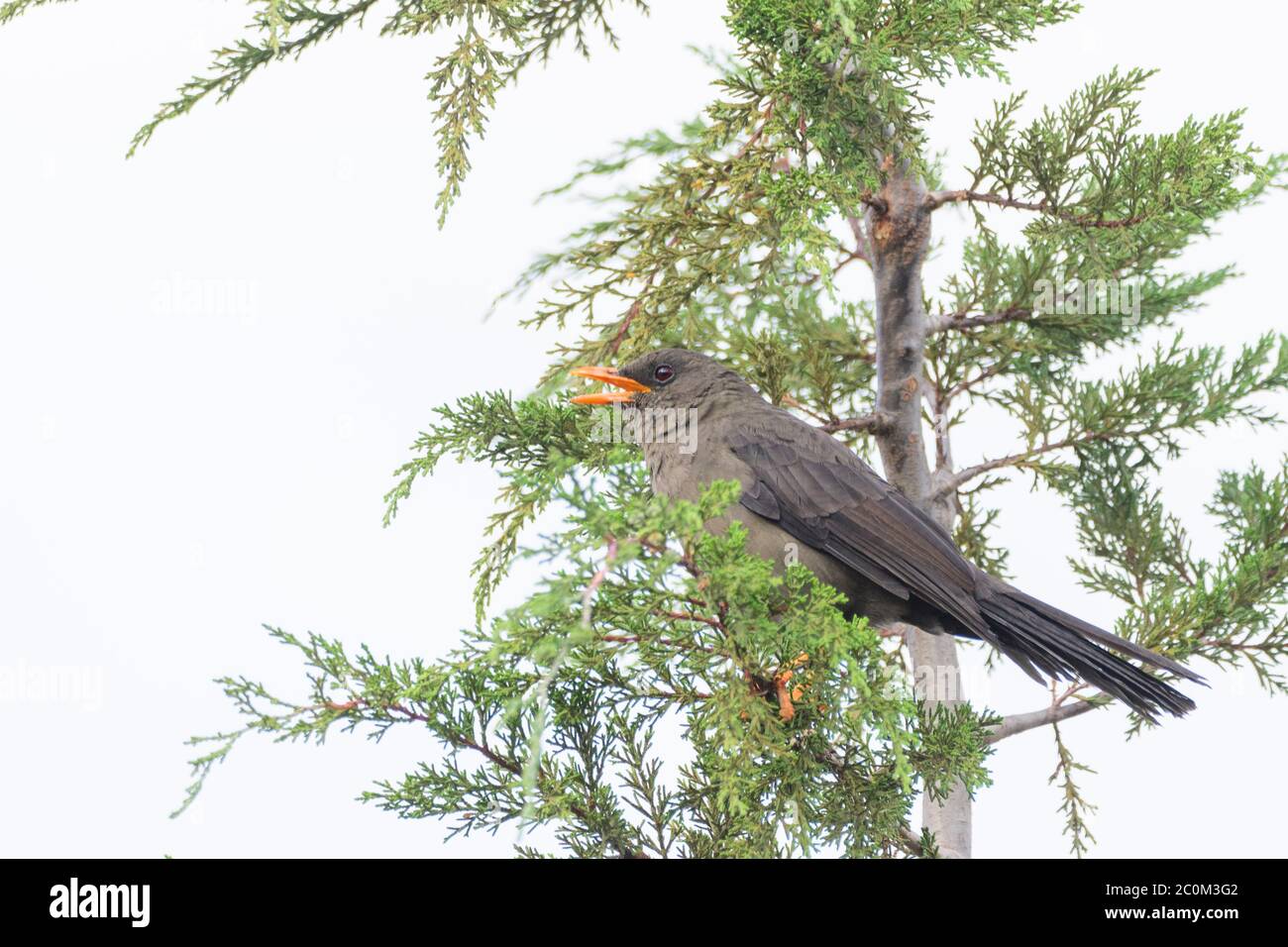 A great thrush (Turdus fuscater) in a tree, in Quito, Ecuador Stock ...